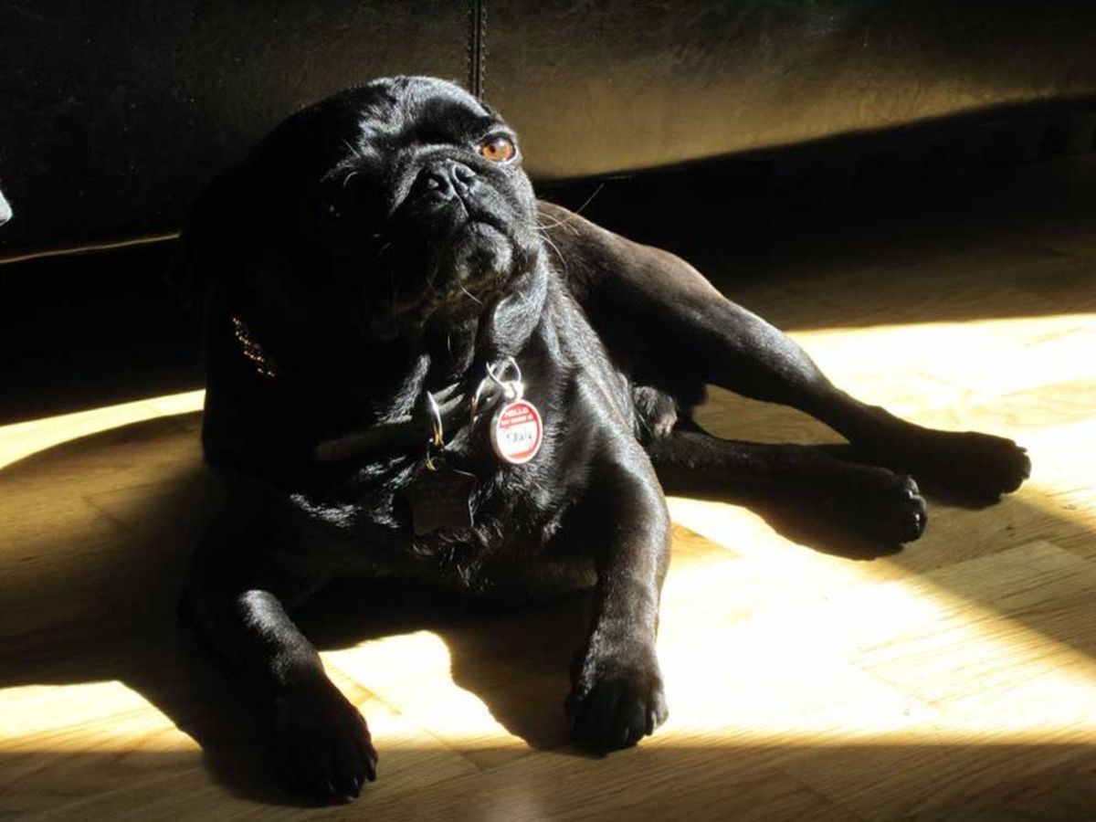 Introducing the winner of the SAY Media: Cutest Pet Contest - Say Daily